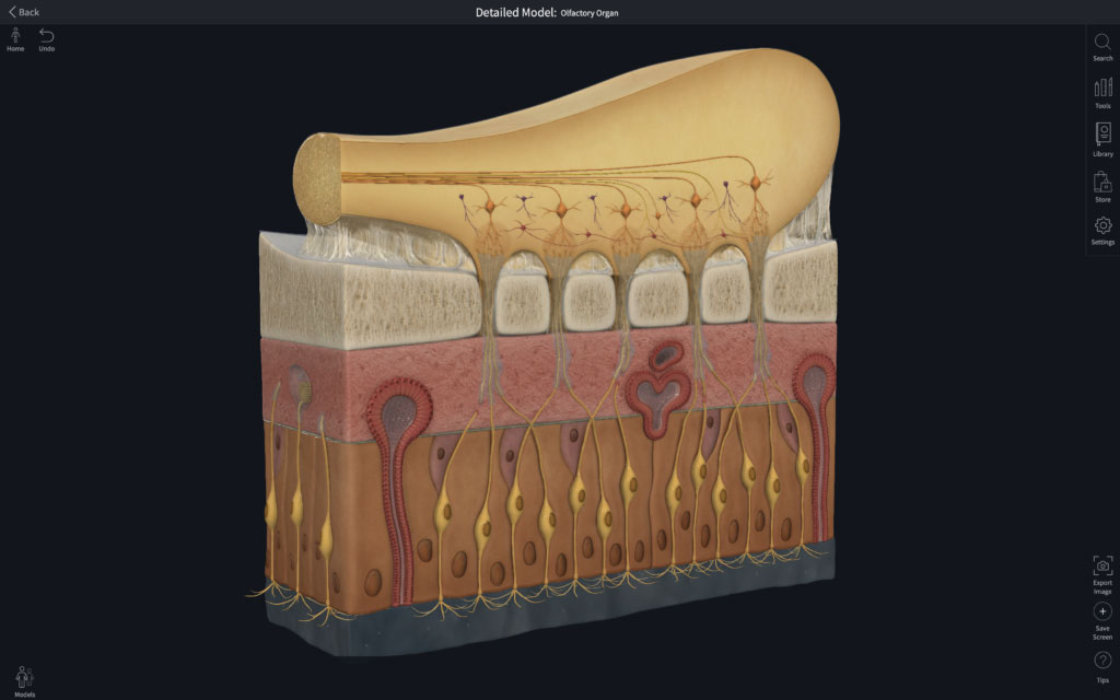 Complete Anatomy - Chiropractium